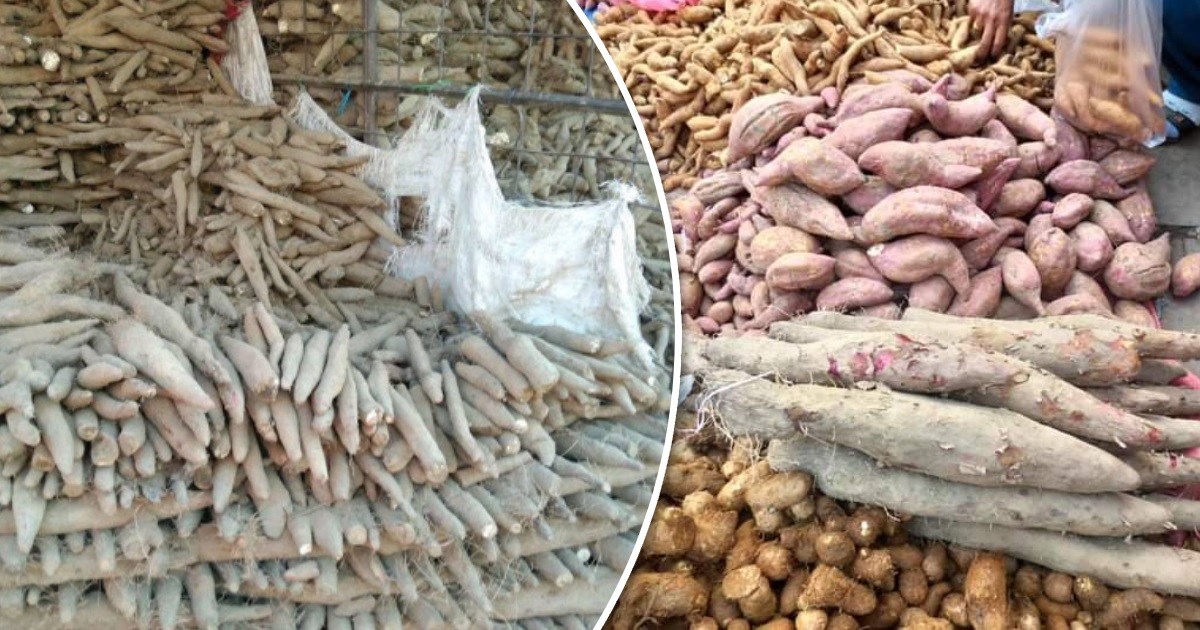 महीना दिनमै भित्रियो १ हजार ७ सय १९ टन कन्दमूल - हिमाली पत्रिका